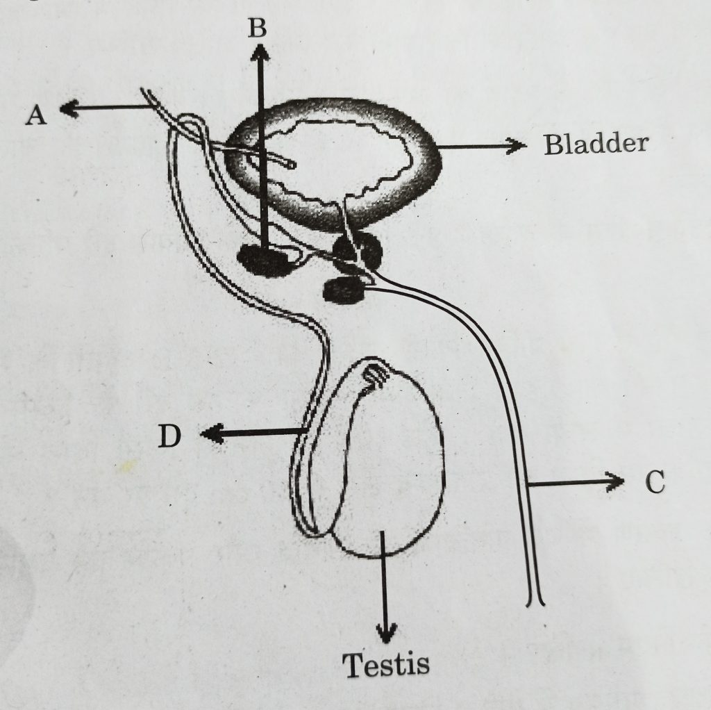 Class 10 - How do Organisms Reproduce - Previous Years Questions ...