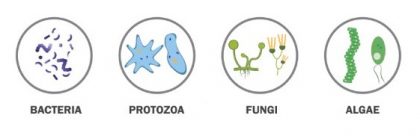 Class 8 Microorganisms : Friend and Foe Notes - BrainIgniterBrainIgniter